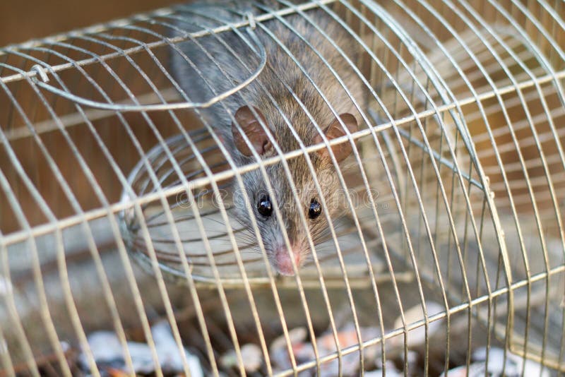 Lab mouse in a cage stock photo. Image of research, animal - 10985986