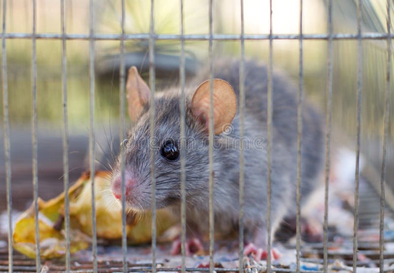Grey Mouse Eat an Apple in a Cage Stock Image - Image of mammal, cute ...