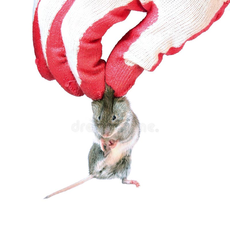 Mouse holding on a twig stock photo. Image of hang, mouse - 23595632