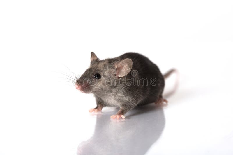 Grey Mouse Isolated on White Background Stock Image - Image of grey ...