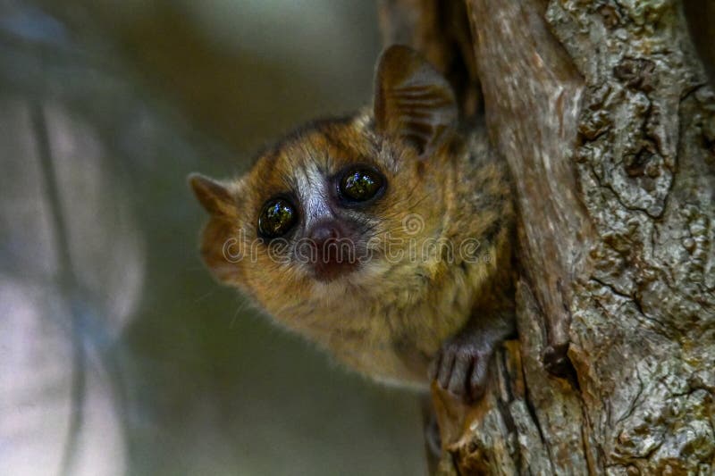 Grey Mouse Lemur - Microcebus Murinus, Portrait, Madagascar Nature ... Grey Mouse Lemur - Microcebus Murinus, Portrait, Madagascar Nature ...