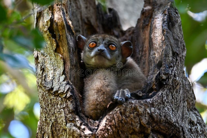 Grey Mouse Lemur Microcebus Murinus,Nature of Madagascar Stock Photo ...