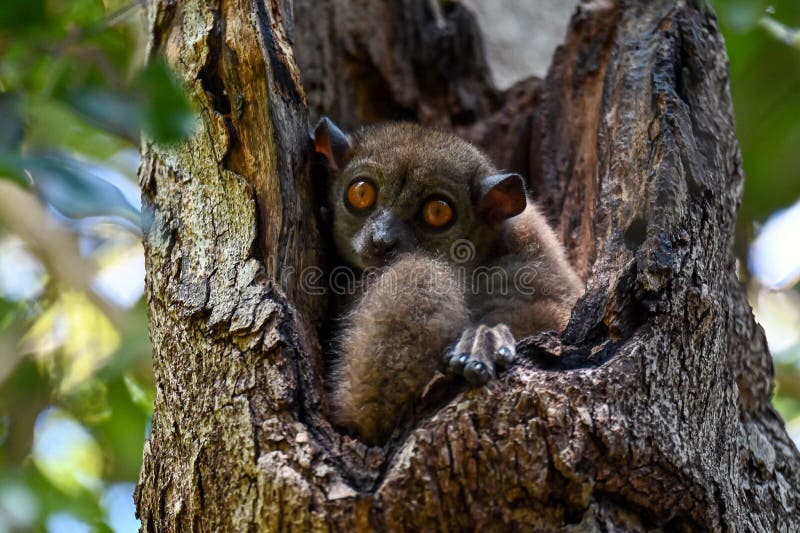 Grey Mouse Lemur Microcebus Murinus,Nature of Madagascar Stock Photo ...