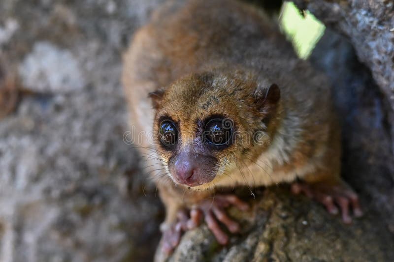 Grey Mouse Lemur Microcebus Murinus,Nature of Madagascar Stock Photo ...