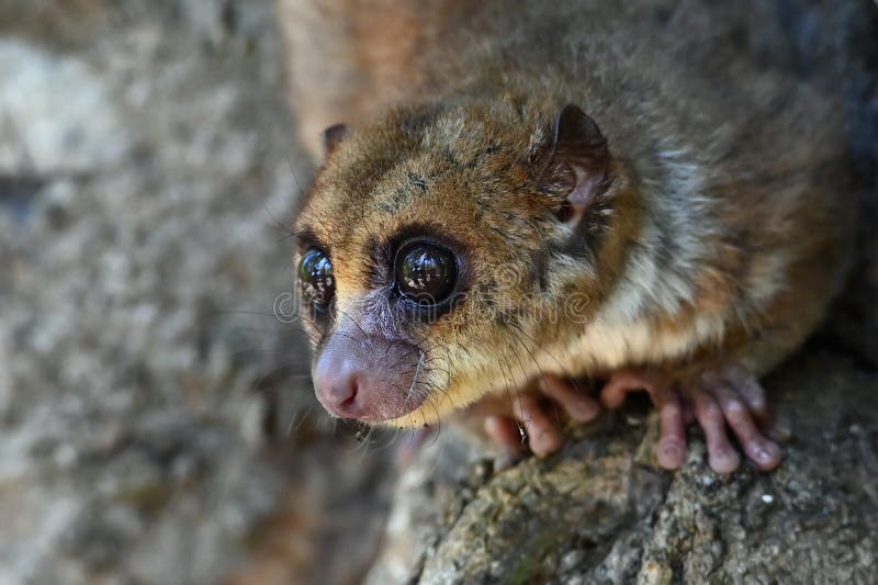 Grey Mouse Lemur Microcebus Murinus,Nature of Madagascar Stock Photo ...