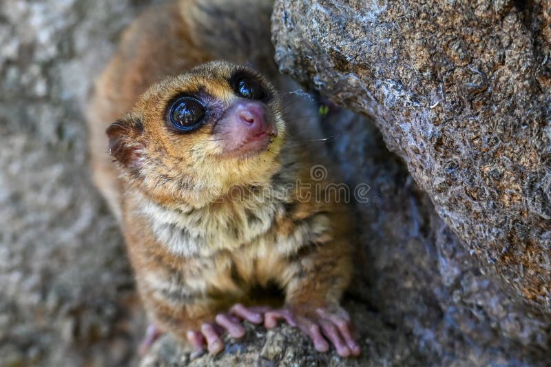 Grey Mouse Lemur Microcebus Murinus,Nature of Madagascar Stock Photo ...