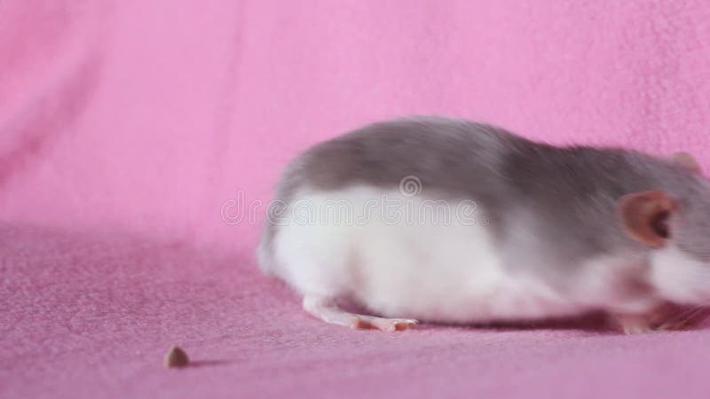 Grey Mouse Running To Collect Leaves for Her Nest. Observation from ...