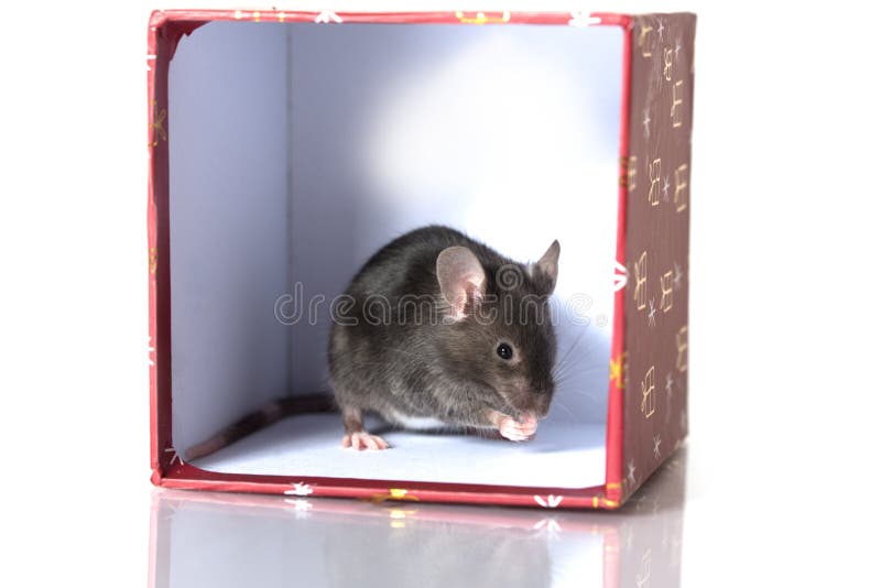 Grey Mouse Sitting in a Red Box - Isolated on White Stock Image - Image ...