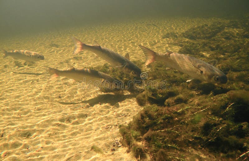 Grey Mullet Feeding - Wakulla Springs Stock Photo - Image: 13321790