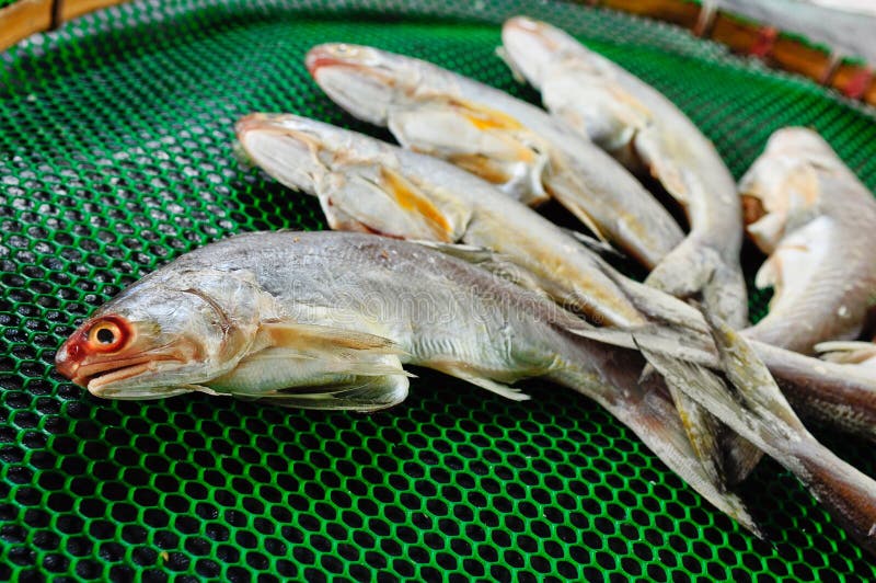 Grey mullet fish stock photo. Image of food, gills, fresh - 21045224