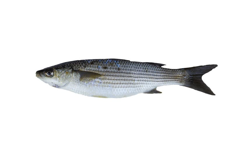Horse Mullet Fish