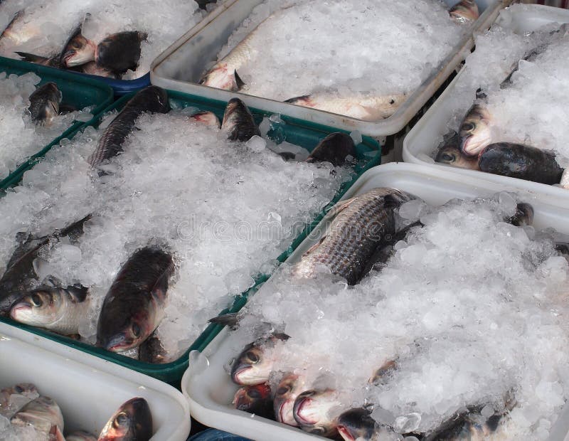 Grey Mullet Fish Packed in Ice Stock Photo - Image of plastic, animal ...