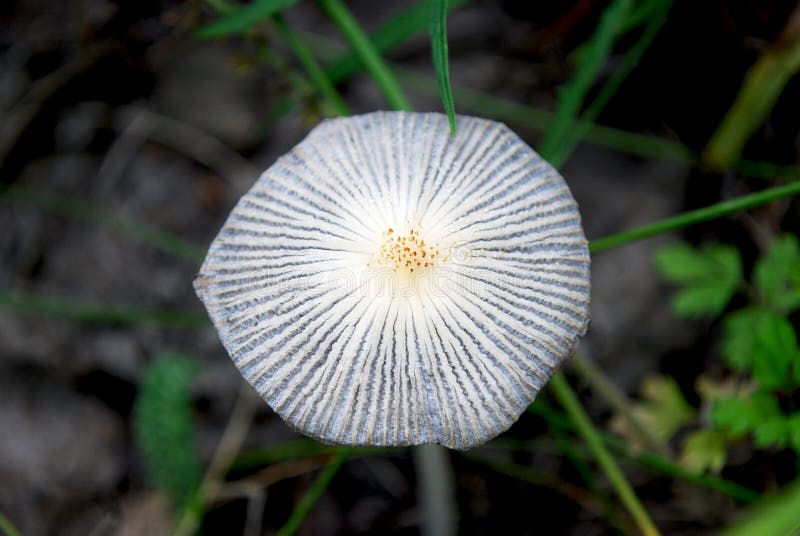 Grey mushroom stock image. Image of mushrooms, flora - 99542203