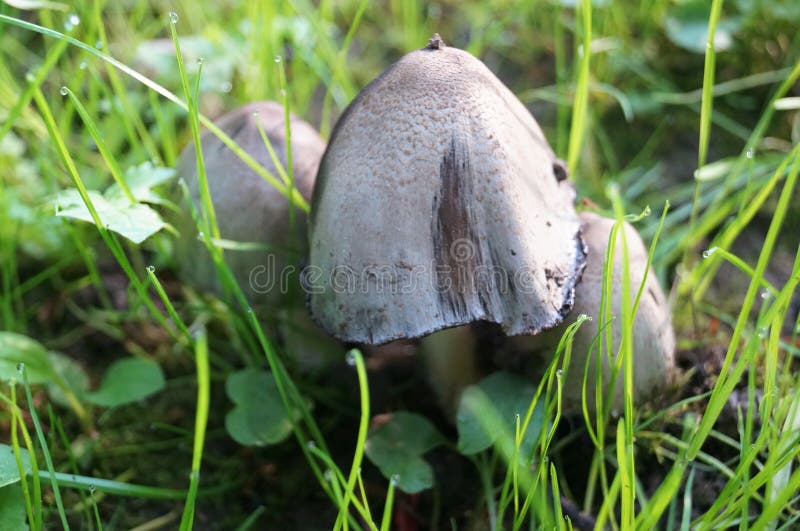Grey Mushroom in the Green Grass Stock Image - Image of clouds, gray ...
