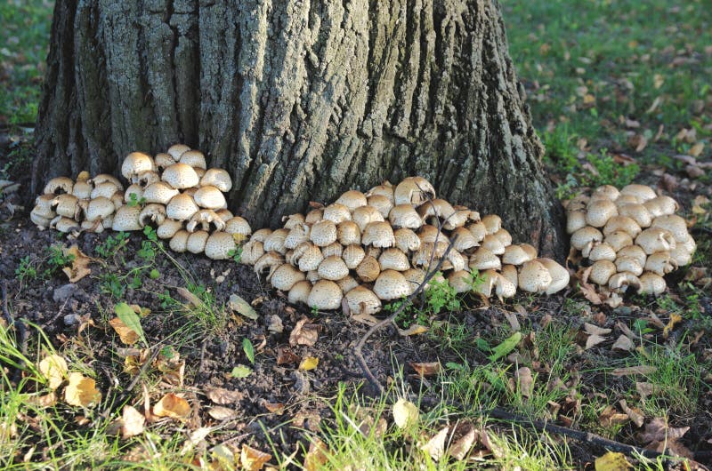 Grey mushrooms stock photo. Image of food, ecological - 60469274