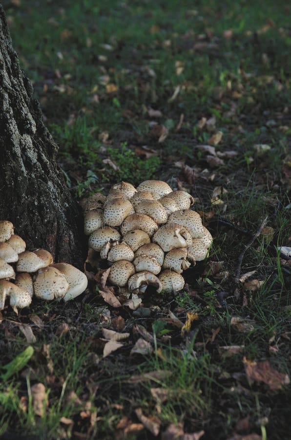 Grey mushrooms stock image. Image of mixed, agaric, fall - 59836513