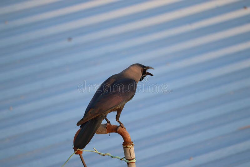Crow / bird background stock image. Image of necked - 179392655