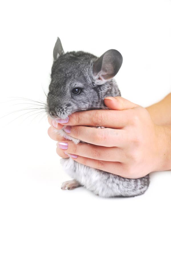 Chinchilla stock image. Image of small, whisker, close - 70151003