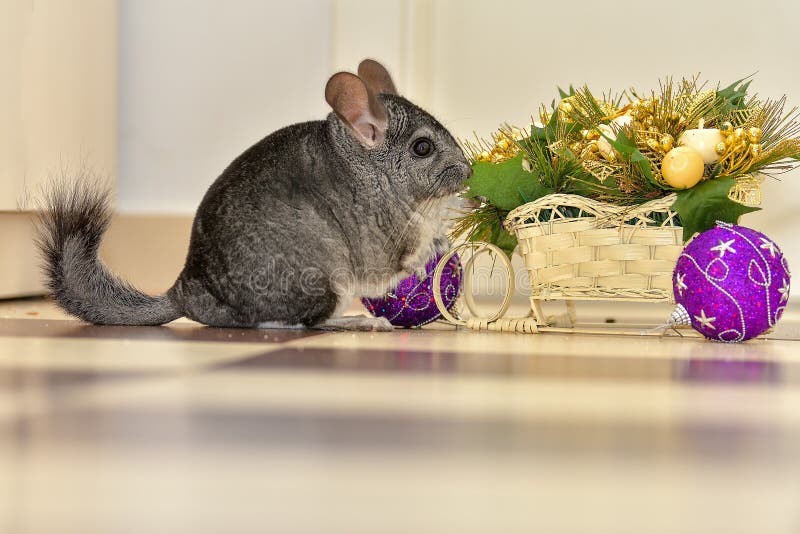 Grey Nice Chinchilla Play with Christmas Decoration Stock Photo - Image ...