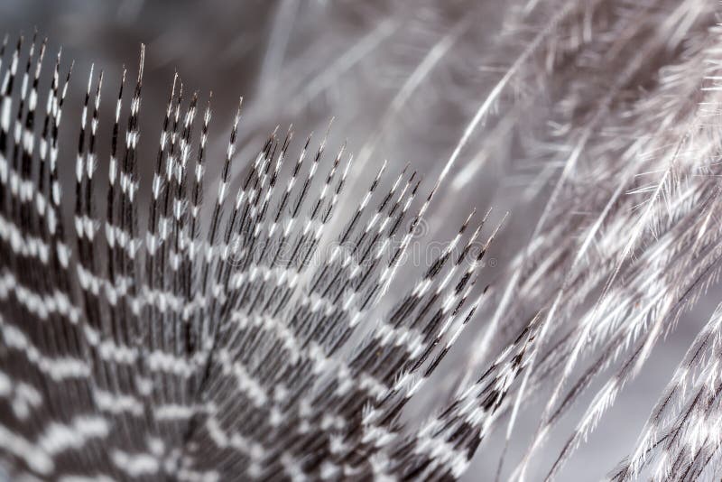 Parrot feathers stock photo. Image of feathering, plume - 113757080