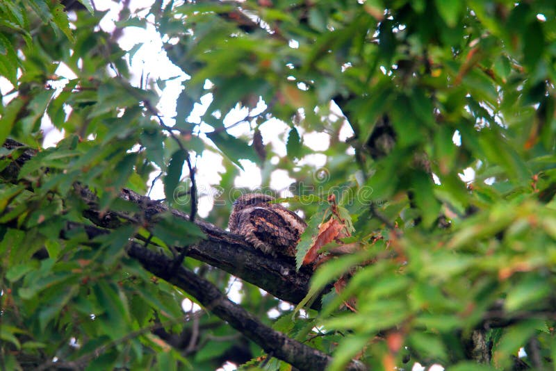 Grey nightjar stock photo. Image of wildlife, forest - 42854698