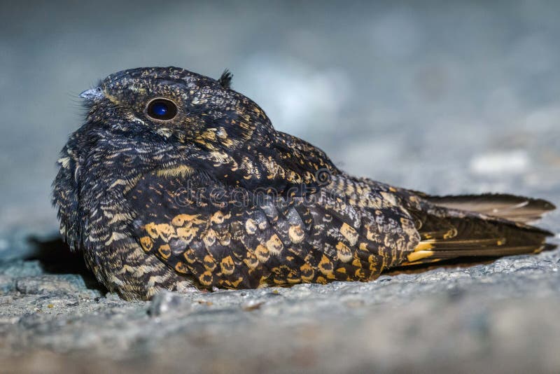 Grey Nightjar a Cryptic Nightbird. Stock Photo - Image of lizard, beak ...