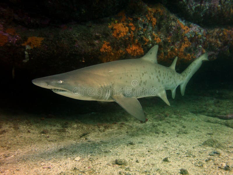 Grey nurse shark stock image. Image of taurus, australia - 57979951