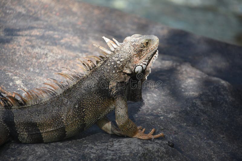 Grey and Orange Iguana Lizard on a Rock Stock Image - Image of wild ...