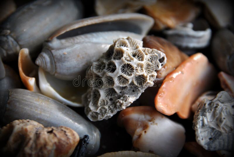 Grey and Orange Shells from the Ocean Stock Image - Image of white ...