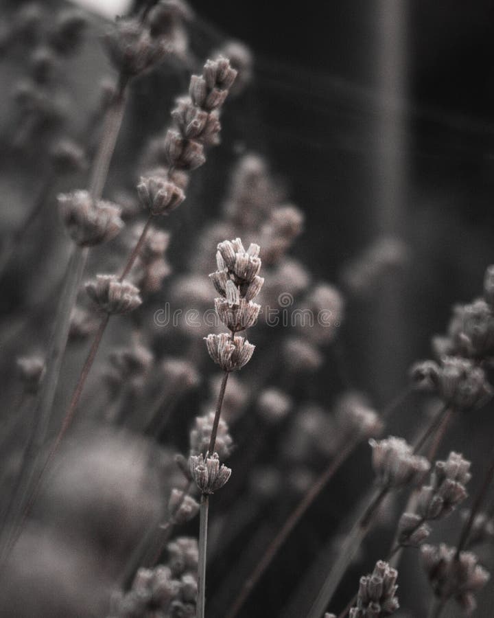 Grey lavender at autumn stock image. Image of texture - 263394301