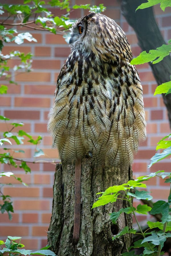 Grey Owl Perching on a Branch Stock Image - Image of perched, wild ...
