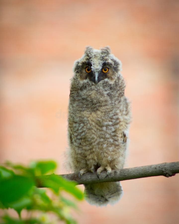 Grey owl stock image. Image of conservation, branch, colors - 93197531
