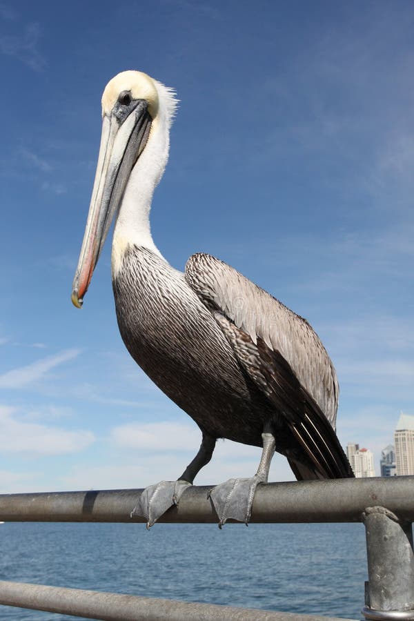 Pelican stock image. Image of pacific, water, bird, harbor - 29879253