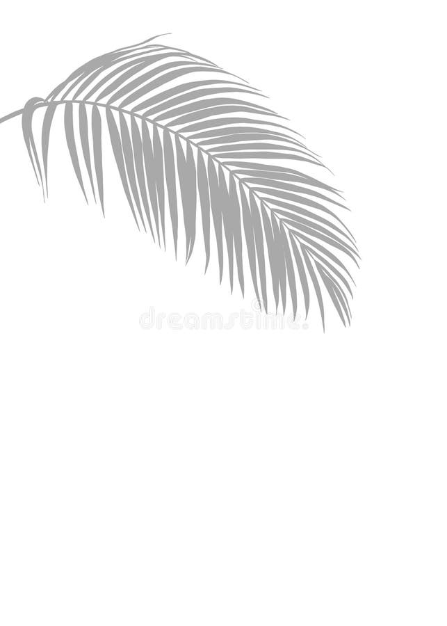 Grey Palm Leave Tree Silhouette Illustration with Nature-Inspired ...