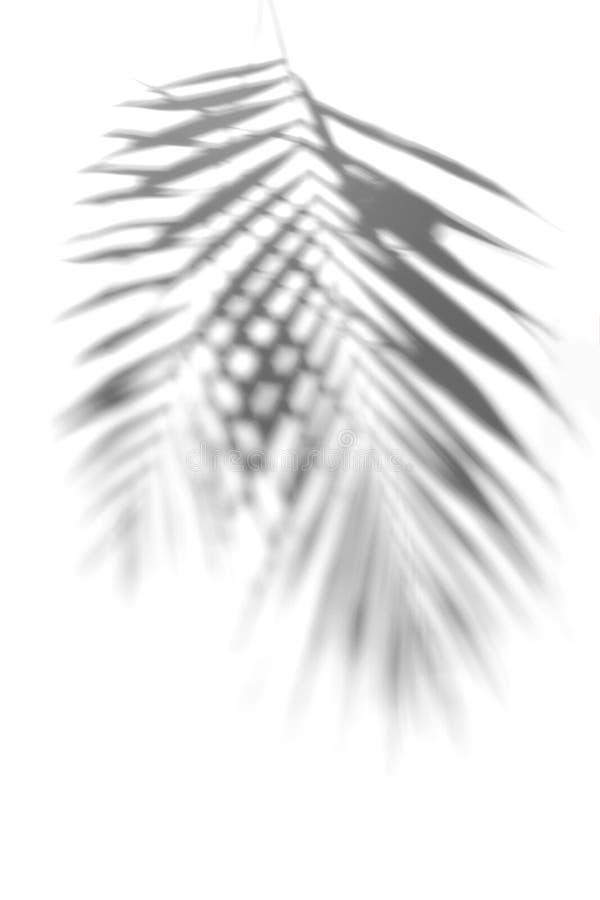 Palm Tree Leaves Shadows on White Background. Nature Concept Stock ...