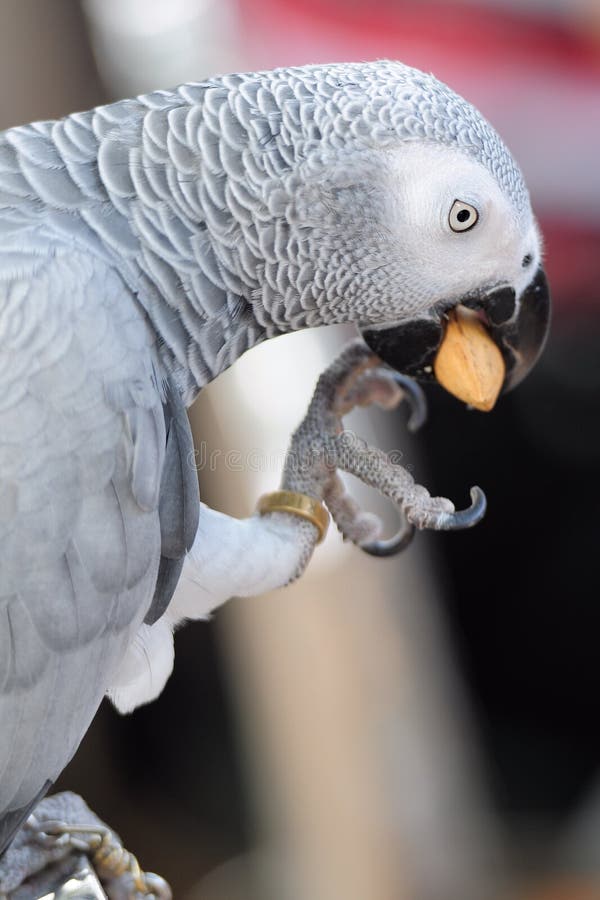 Blind parrot stock image. Image of lory, animal, species - 14613691