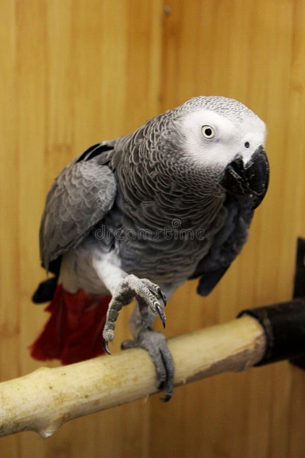 The grey parrot ara stock image. Image of bird, feather - 198528771