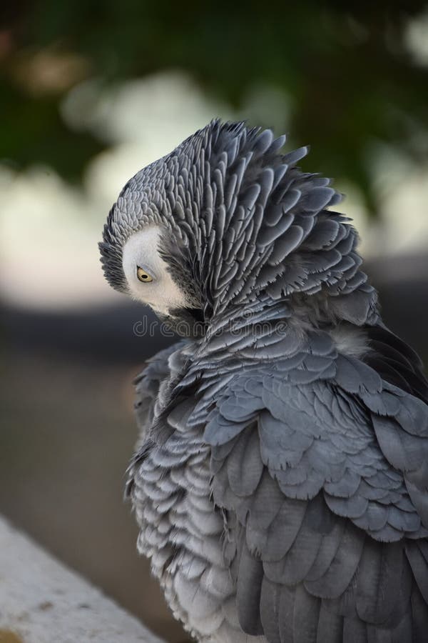 Grey Parrot with His Feathers Raised and Fluffed Stock Image - Image of ...