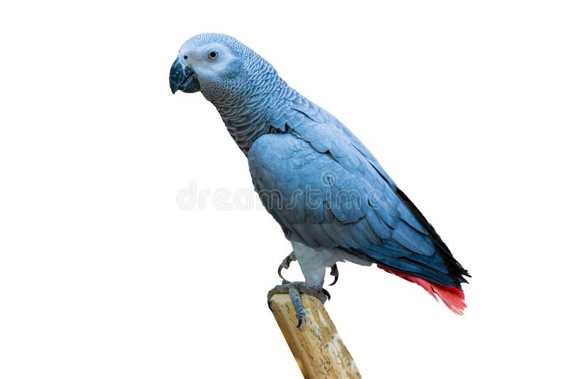 Grey Parrot Isolate Parakeet Perching on Branch on White Background ...