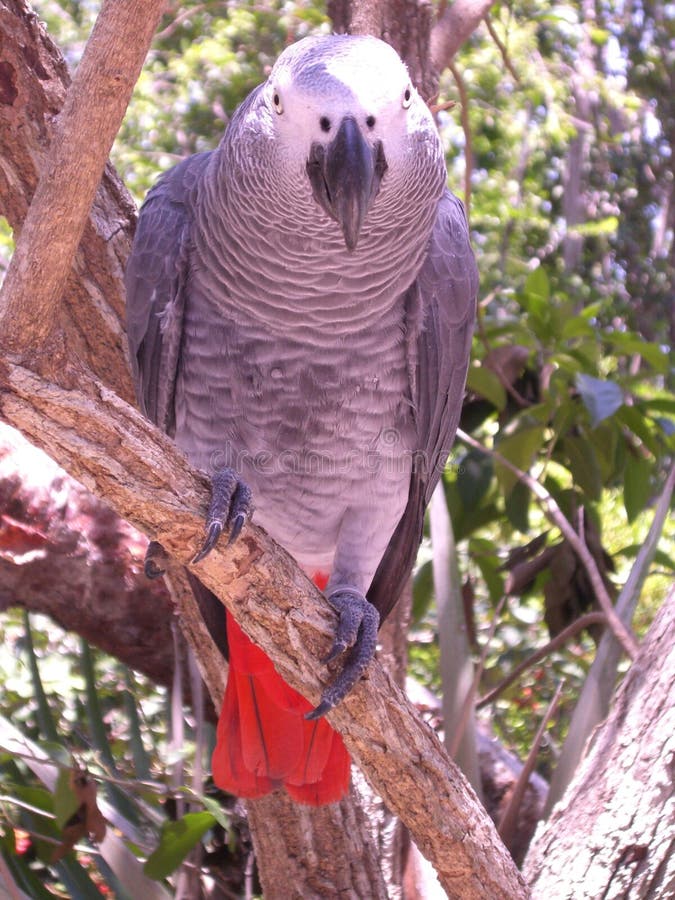 Congo African Grey Parrot stock photo. Image of parrot - 79949942