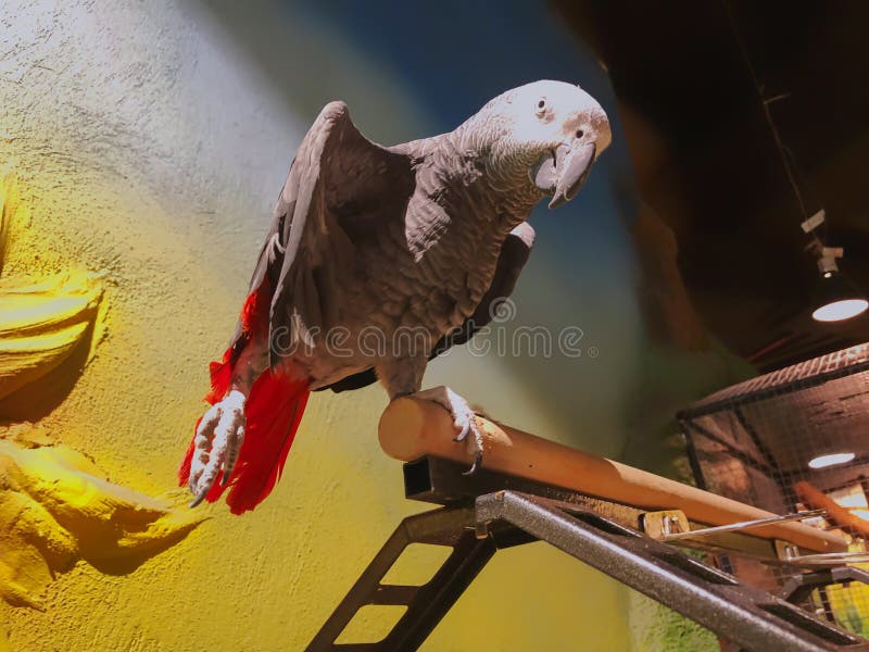 The Grey Parrot with Red Tail, Also Known As the Congo Grey Parrot or ...