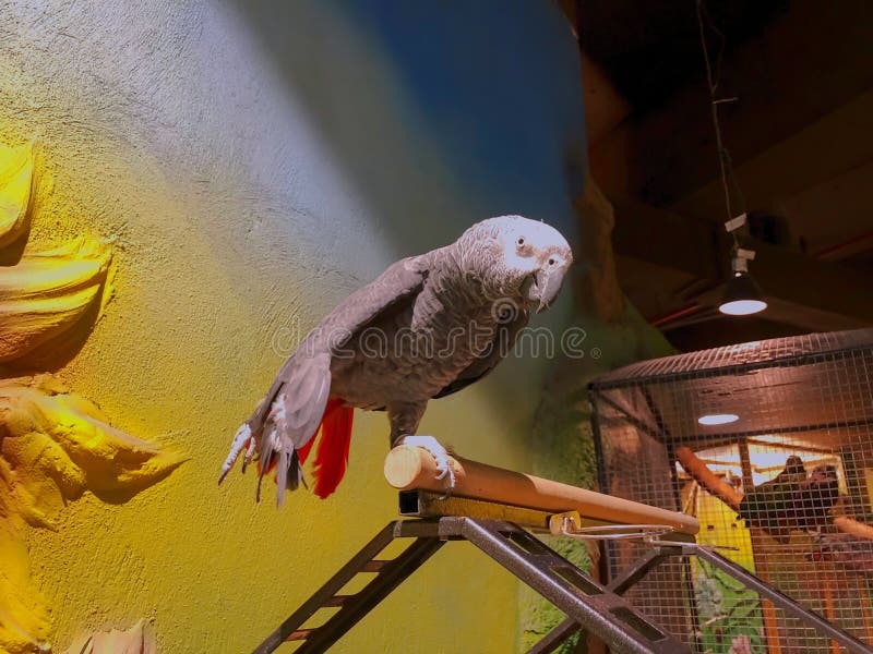 The Grey Parrot with Red Tail, Also Known As the Congo Grey Parrot or ...