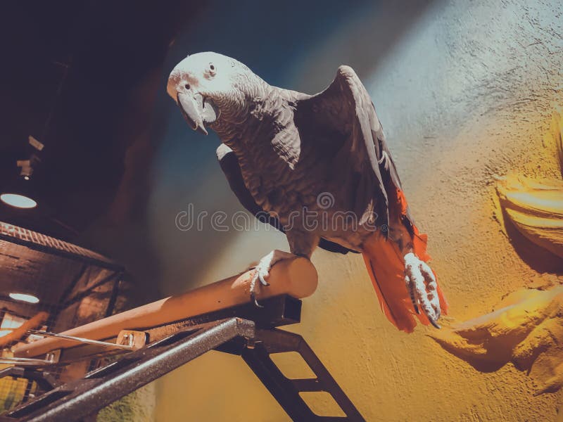The Grey Parrot with Red Tail, Also Known As the Congo Grey Parrot or ...