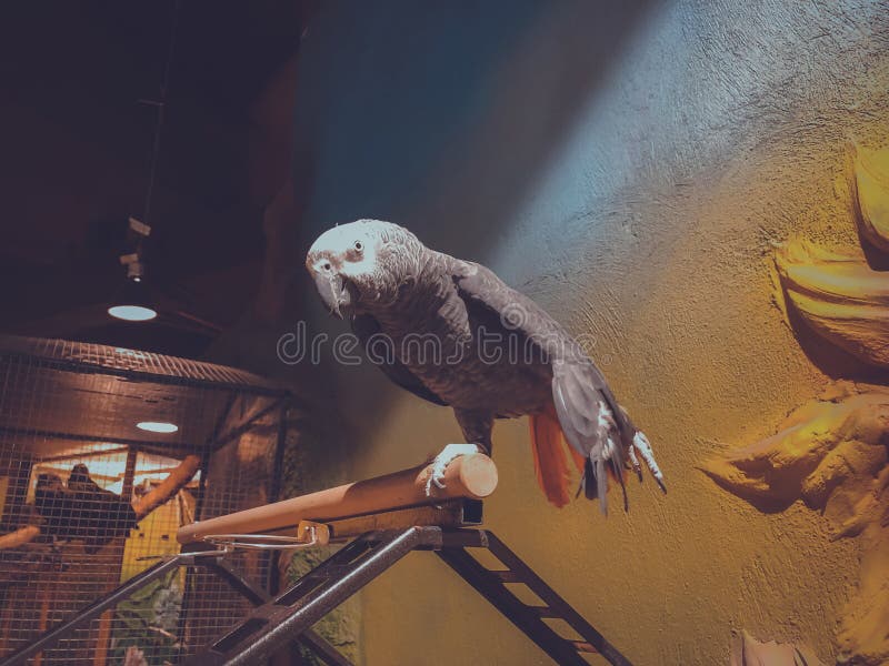 The Grey Parrot with Red Tail, Also Known As the Congo Grey Parrot or ...