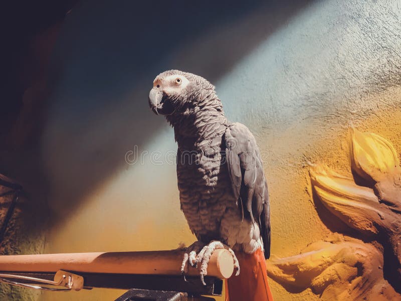 The Grey Parrot with Red Tail, Also Known As the Congo Grey Parrot or ...