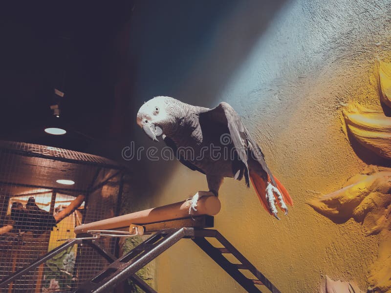 The Grey Parrot with Red Tail, Also Known As the Congo Grey Parrot or ...