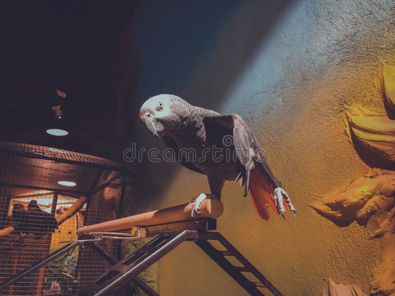 The Grey Parrot with Red Tail, Also Known As the Congo Grey Parrot or ...