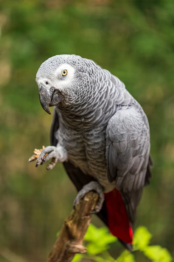 Grey Parrot Sitting on the Tree, Psittacus Erithacus Stock Photo ...