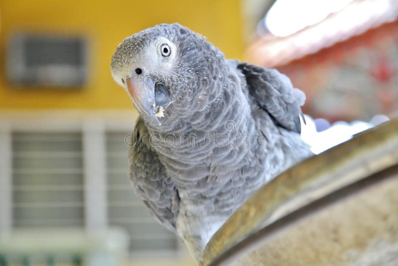 Parrot stock image. Image of bird, beak, macaw, grey - 48486201