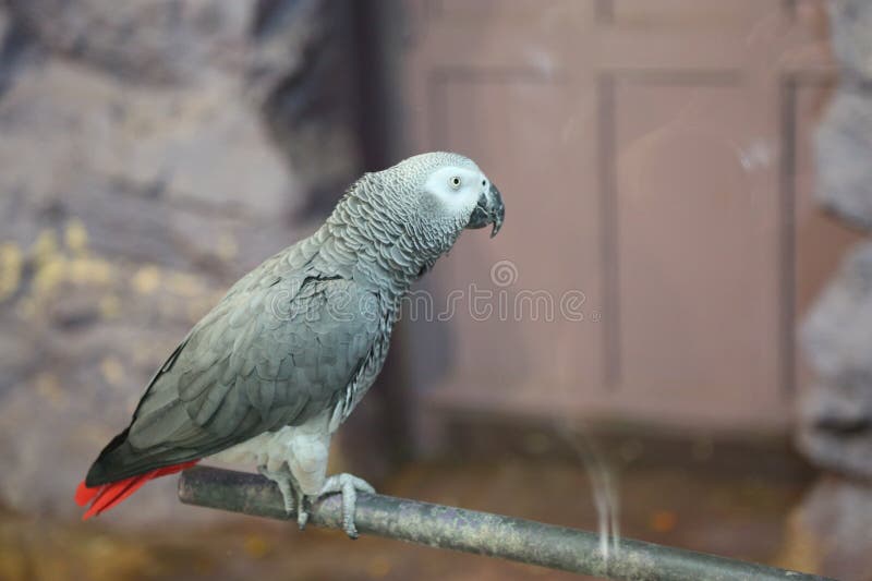 A Grey Parrot with White Head and Red Tail and Gray Curved Beak Stock ...
